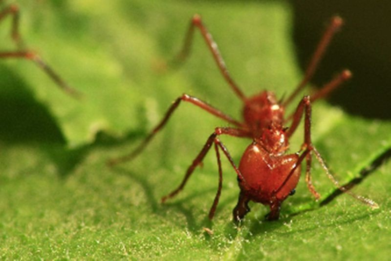 Que significa soñar hormigas rojas - La Bujería Blanca