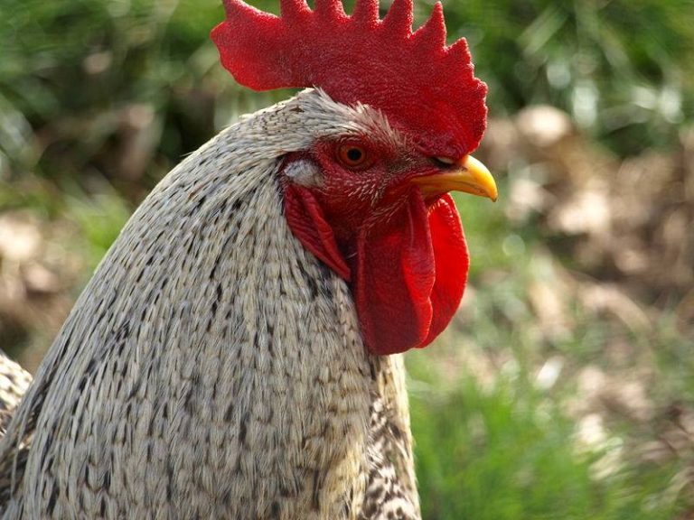 El Gallo en el horóscopo chino - La Bujería Blanca